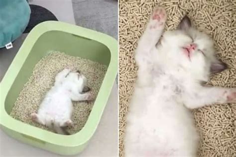 화장실에서 볼일 보다말고 갑자기 드러누워서 자는 ‘이해불가 아기 고양이