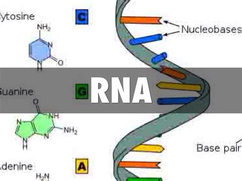 Macromolecules By Peytonarab02