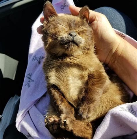Meet The Tiny Kitten With Dwarfism Blindness And Hydrocephalus Who