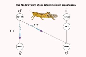 Sex Determination Definition Methods Significance Biology Notes Online