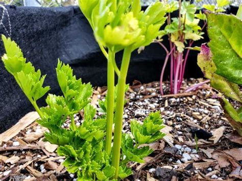 The Basics Of Growing Celery Kellogg Garden Organics™