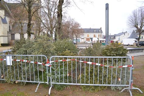 Saumurois Collecte des sapins de Noël sur le territoire de l