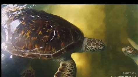 අහුන්ගල්ල කැස්බෑ සංරක්ෂණ මධ්‍යස්ථානය ️😍🙏 Youtube