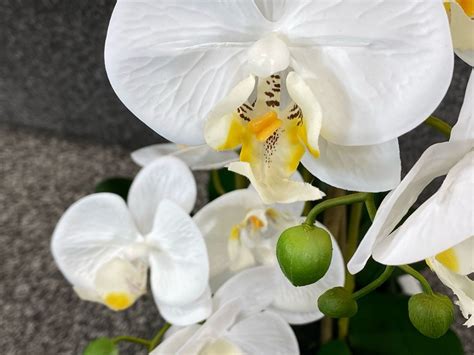 Large White Orchid Plant In A White Pot