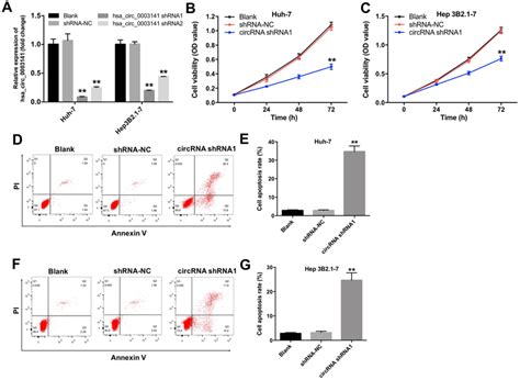 Downregulation Of Hsacirc0003141 Inhibits Proliferation Of Hcc Cells