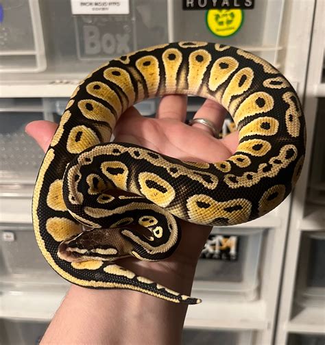 Pastel Cypress Ball Python By I And M Royals Morphmarket