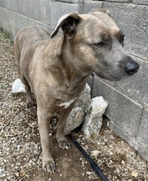 Dog For Adoption Bella A American Pit Bull Terrier In Richmond Ma