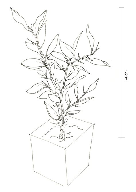 03화 나의 라임오렌지 아니 금귤나무