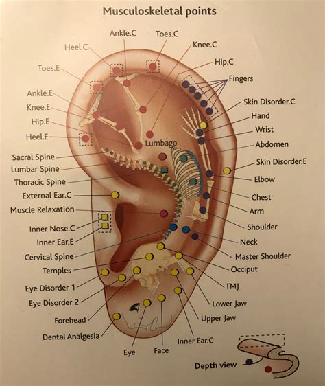 Musculoskeletal System In The Ear Acupuncture Musculoskeletal System