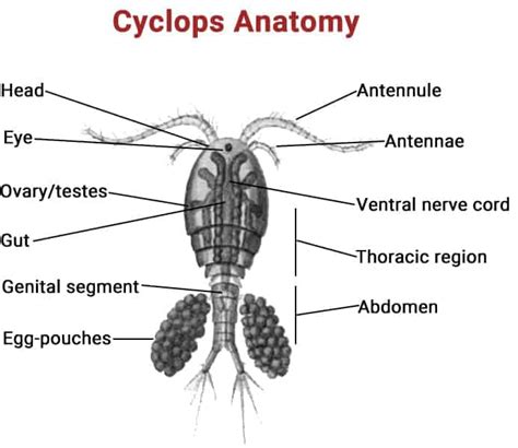 Cyclops Profile And Culture Guide Shrimp And Snail Breeder