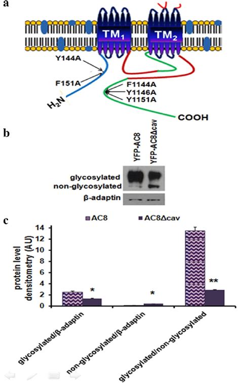 Expression Pattern Of Yfp Ac8Δcav A Schematic Representation Of