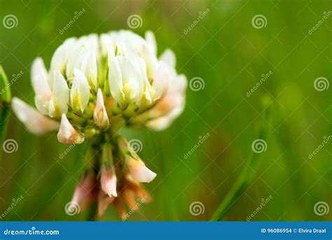 Close Up Do Trevo Branco Foto De Stock Imagem De Flor 96086954