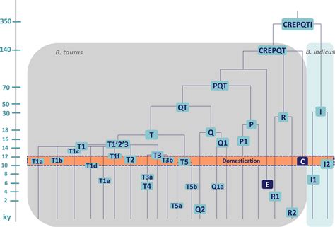 Schematic Representation Of The Cattle Mtdna Phylogeny This Tree