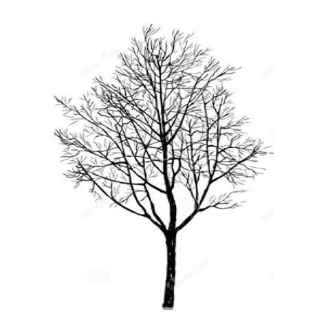 Tree Mortality Modeling Demographic Ecology