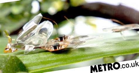 Robot Insects Can Survive Being Squashed By A Shoe Or Hit With A Flyswatter Metro News