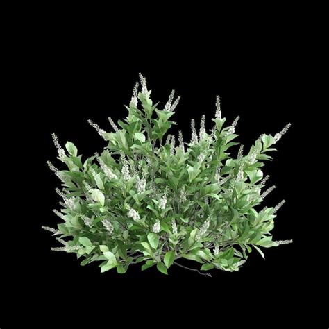 Premium Photo 3d Illustration Of Clethra Alnifolia Bush Isolated On