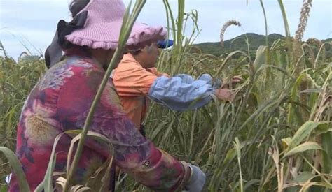 威海市环翠区：金秋时节 谷子喜获大丰收腾讯新闻