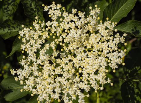 Elderberry Negra Florida Foto De Archivo Imagen De Sunlight 280198700