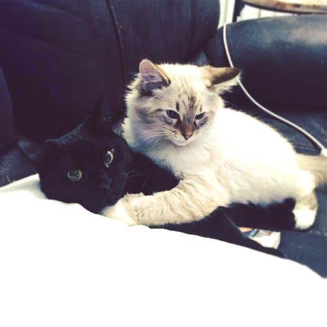 Lumos Loves Nox Nox Tolerates Lumos R Blackcats
