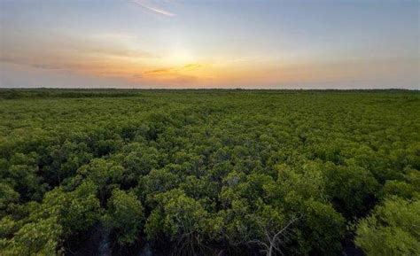 Restoring Mangroves A Nature Based Fix For Plight Planet Faces The