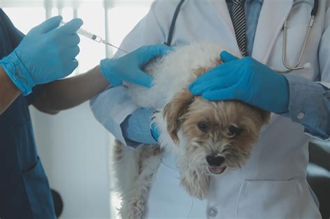 Veterinário Examinando Cachorro E Gato Cachorrinho E Gatinho No Médico