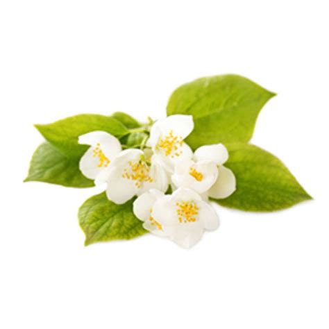 Jasmin Water - Amphora Aromatics Ltd – Supplier of pure essential oils ...