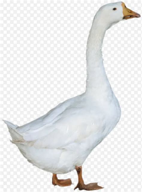 Png Png