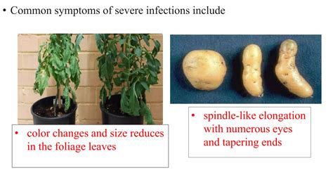 Viroid Diseases Potato Spindle Tuber Viroid Disease Coconut Cadang Cadang Viroid Disease Cccvd
