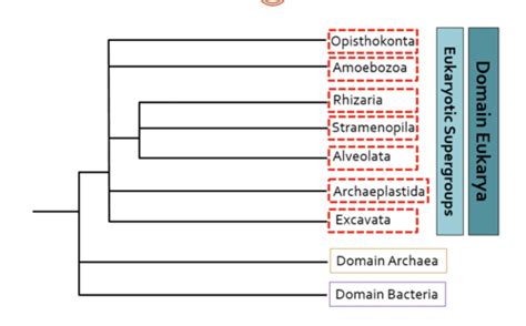 Lab 3 Protists Flashcards Quizlet