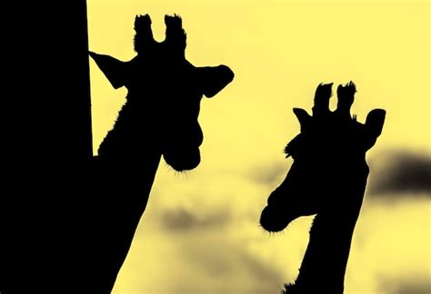 Página 6 Fotos Silhueta Animal Fazenda 5000 Fotos De Arquivo