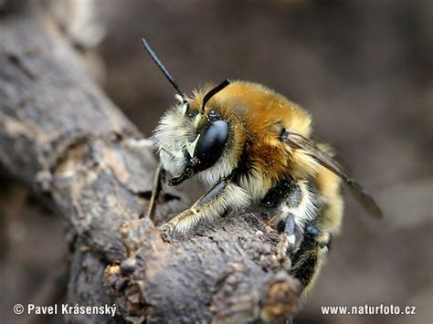 Insect Photos Insect Images Nature Wildlife Pictures NaturePhoto