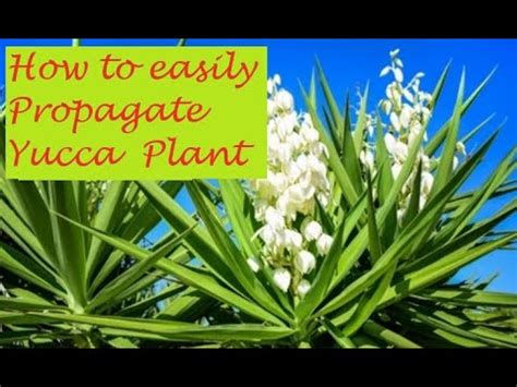 How To Propagate A Yucca Plant Youtube