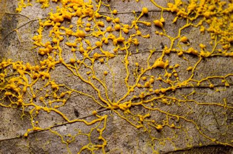 Slime Mould Probably Physarum Polycephalum Photo By Björn S