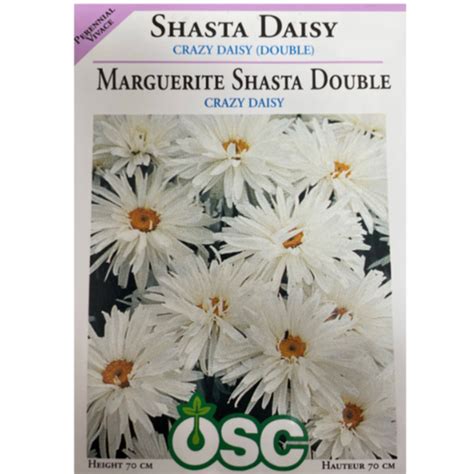 Daisy Seeds Scotts Nursery Ltd