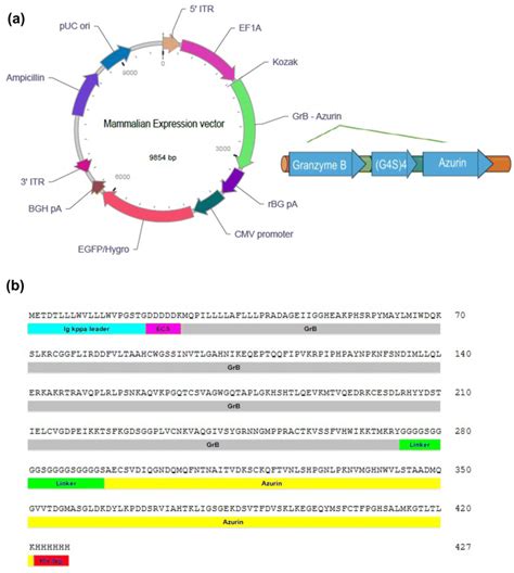 A Schematics Of The Designed Mammalian Expression Vector B Amino Acid Download Scientific