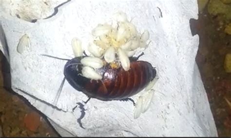 Newborn Cockroach
