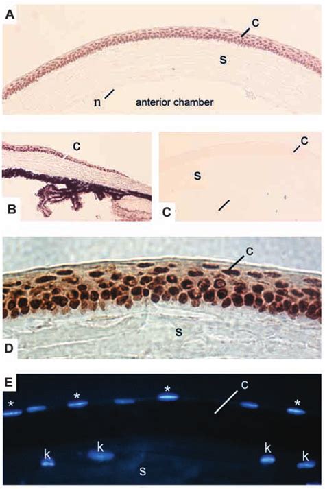 Pax6 Expression In C57bl6 Mouse Cornea Localization Of Pax6 Protein