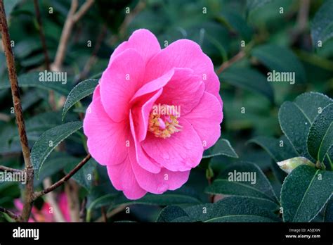 Camellia Saluensis X Reticulata Inspiration Stock Photo Alamy