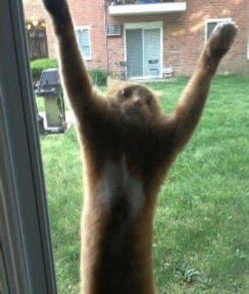 15 fotos que mostram que os gatos são os reis da internet e do drama