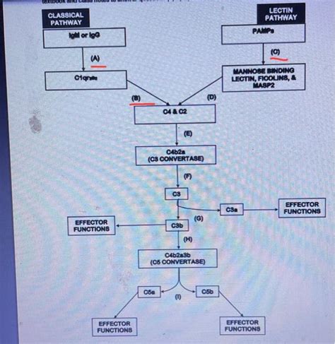 Solved Review The Diagram Of The Classic And Lectin Pathway