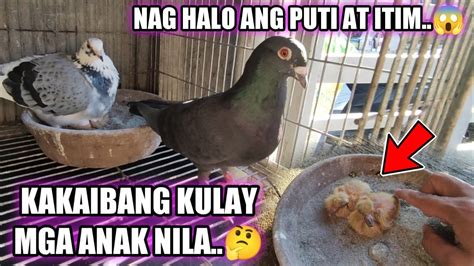 KAKAIBANG KULAY MGA ANAK NILA NAG HALO ANG PUTI AT ITIM YouTube