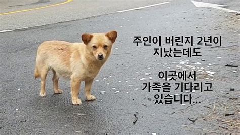 2년째 위험한 길에서 주인을 기다리는 슬픈 눈을 가진 강아지 Youtube
