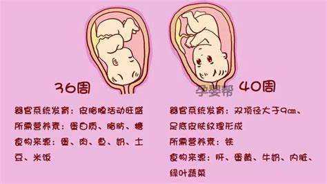 双顶径枕额径双顶径图片第11页大山谷图库
