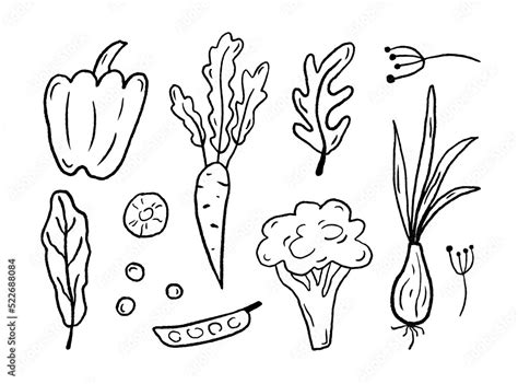 Collection With Black Outline Vegetables On A White Background Doodle