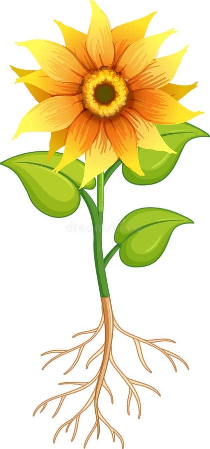 Flower Roots Stock Illustrations 2317 Flower Roots Stock