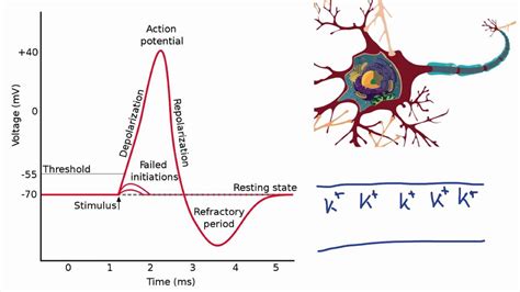 013 A Review Of The Action Potential Playlist Teaching Biology