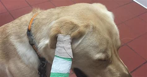 Pupper Cut Part Of His Ear Album On Imgur