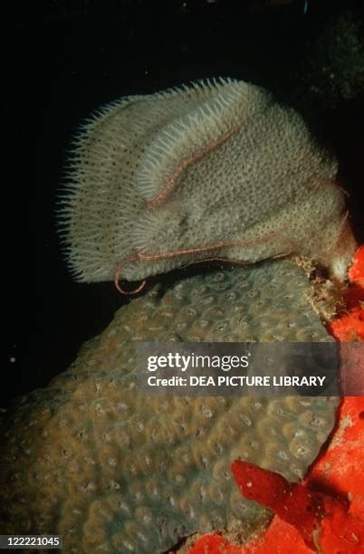 Poriferans Photos And Premium High Res Pictures Getty Images