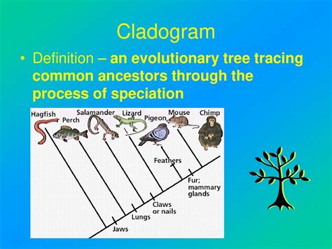 Taxonomy And Cladograms Ppt Download