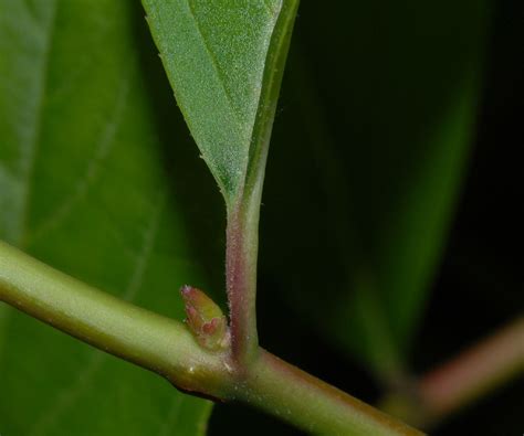 Itea Virginica Iteaceae Image 32038 At